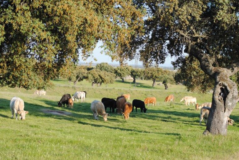 El secreto de la ‘vaca machorra’ – LIVING LAS VACAS